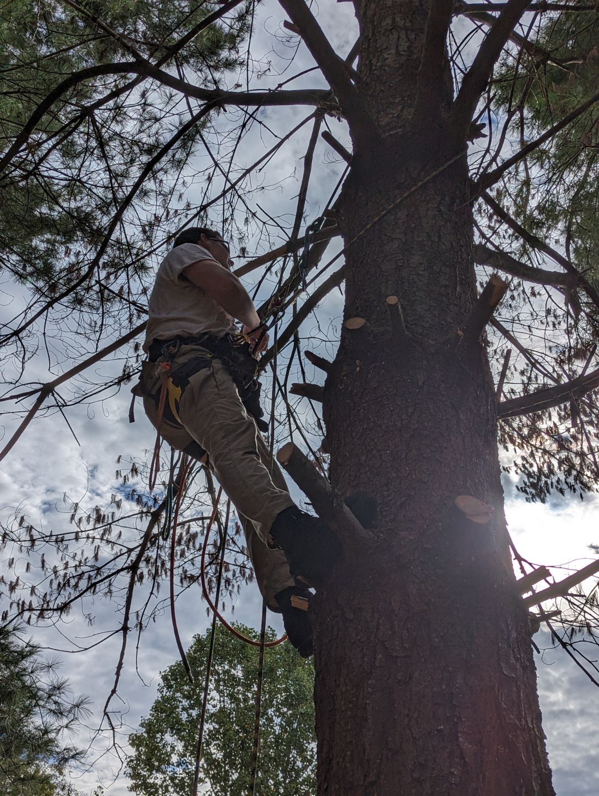 Tree Service in White House, TN | Affordable Tree Service TN Home
