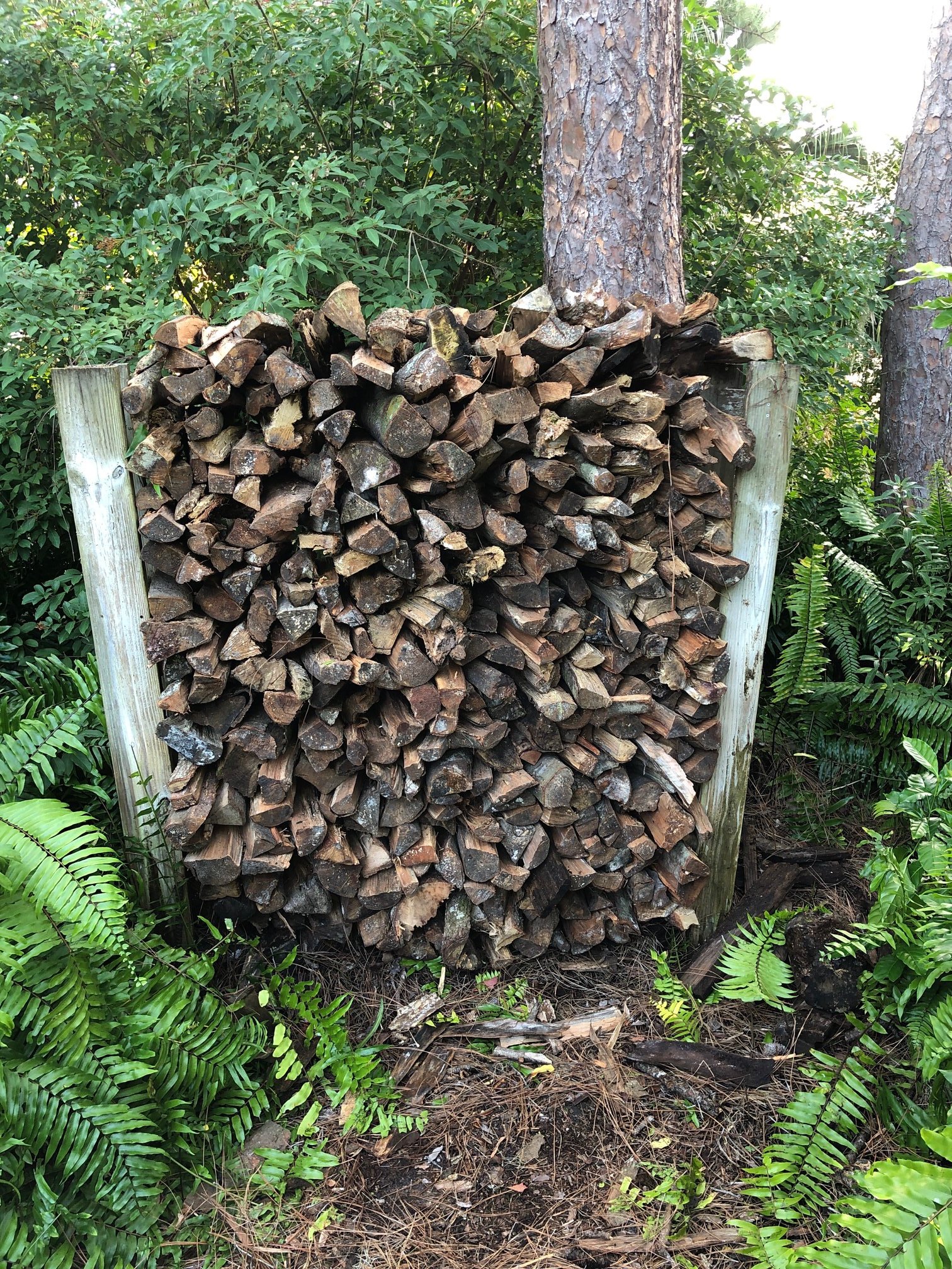 Tree Service in Bradenton, Florida | Adam's Tree and Stump Care