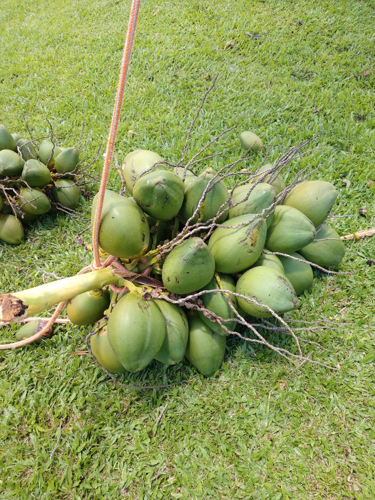 Big Island Coconut Company