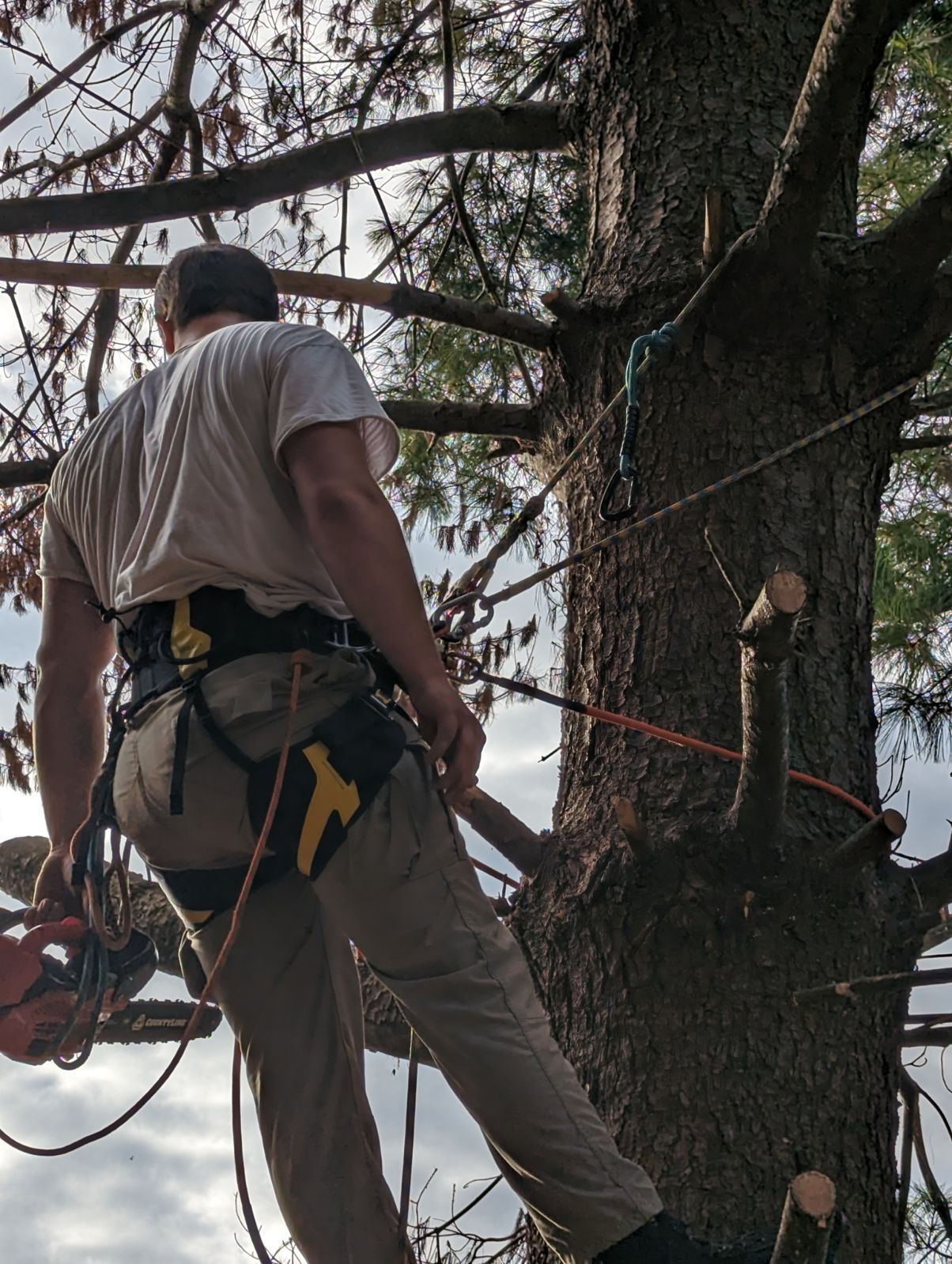 Tree Service in White House, TN | Affordable Tree Service TN