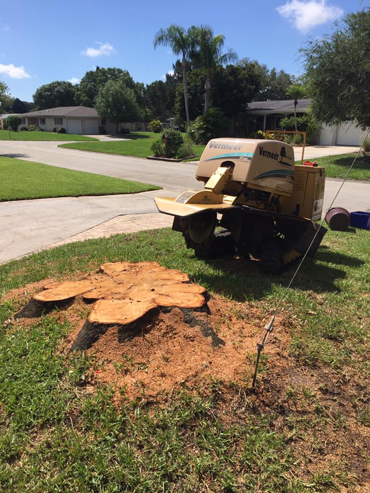 Tree Service in Bradenton, Florida | Adam's Tree and Stump Care